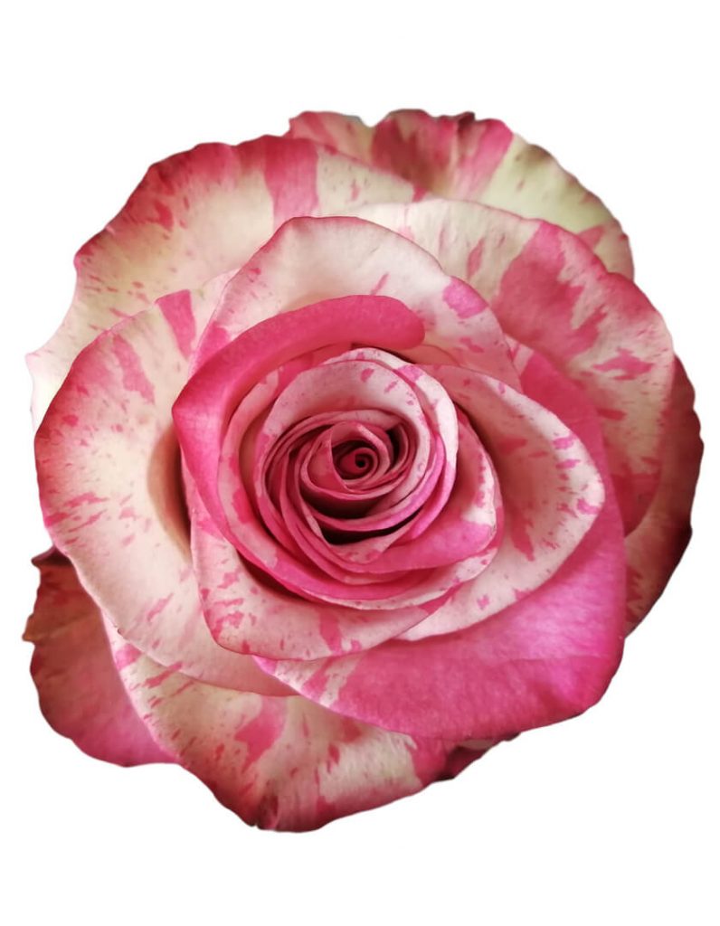 Magic Time – Stampsybox