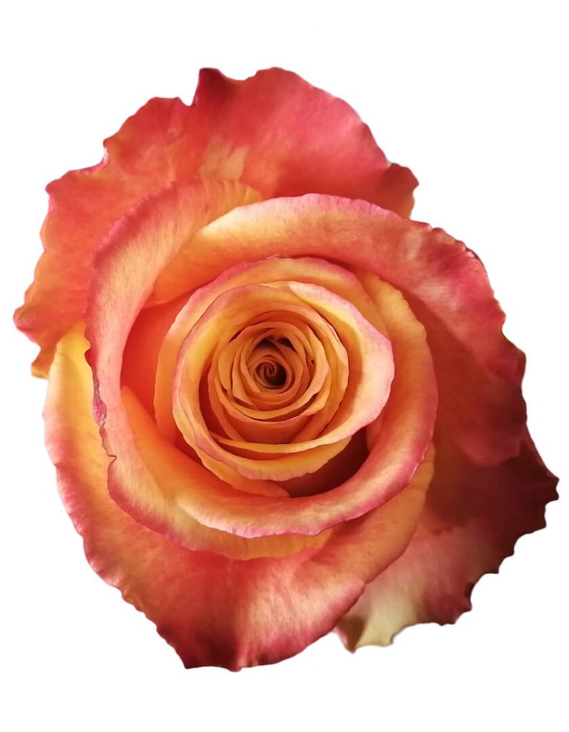 Silantoi – Stampsybox