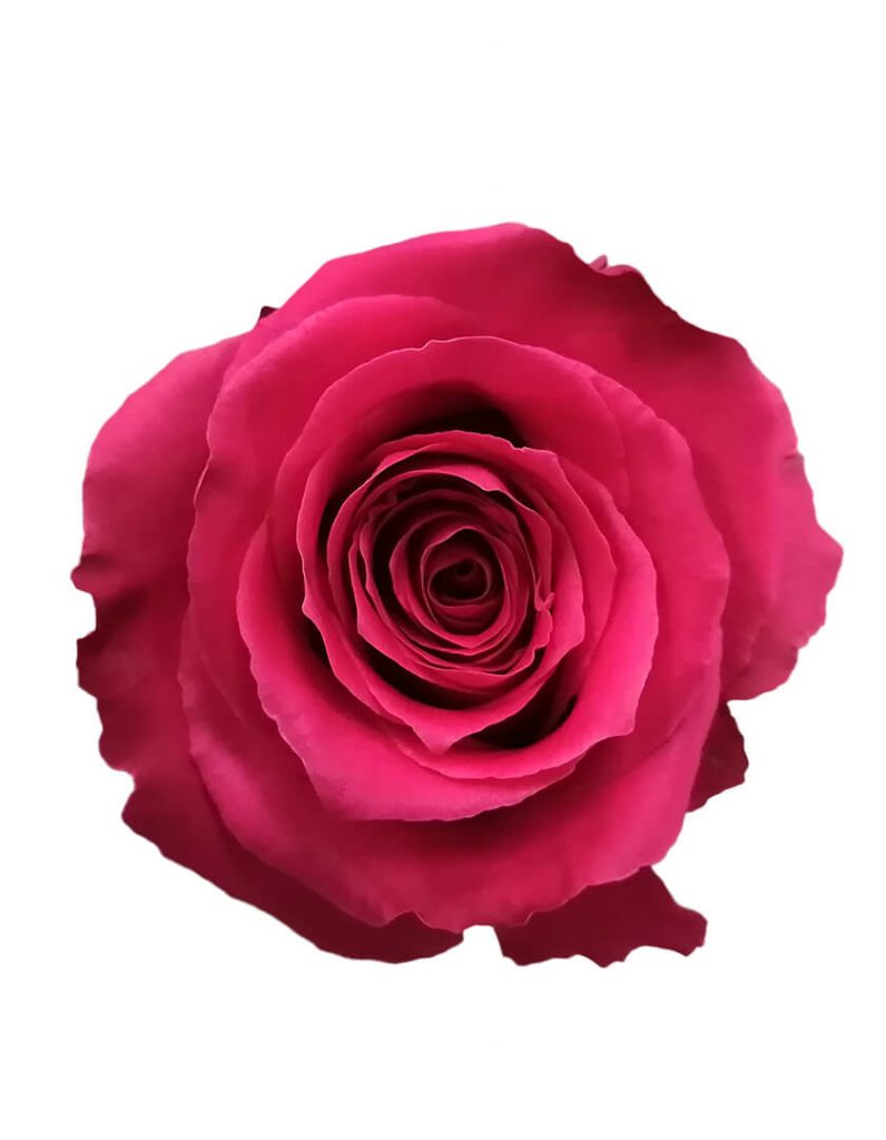 Full Monty – Stampsybox